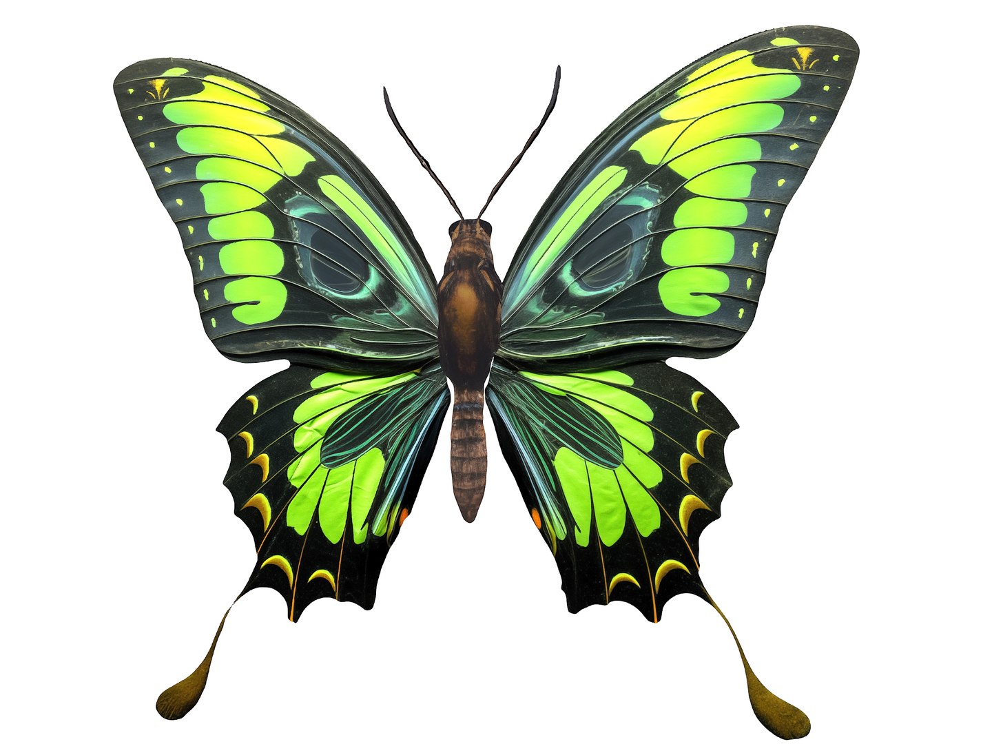 3D Butterflies Pack - TurboSquid 2151185