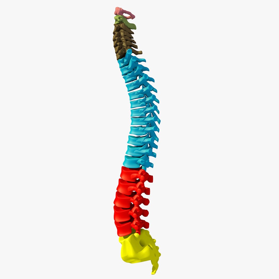 Colour Vertebrae Anatomy Human C4d