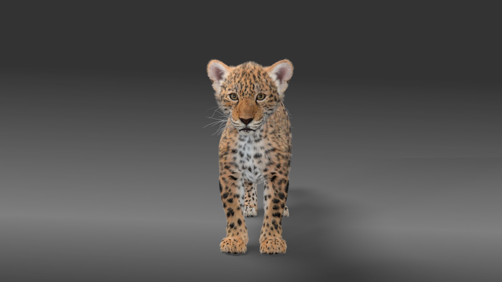Baby Panthera Onca 3D Model - TurboSquid 1589178