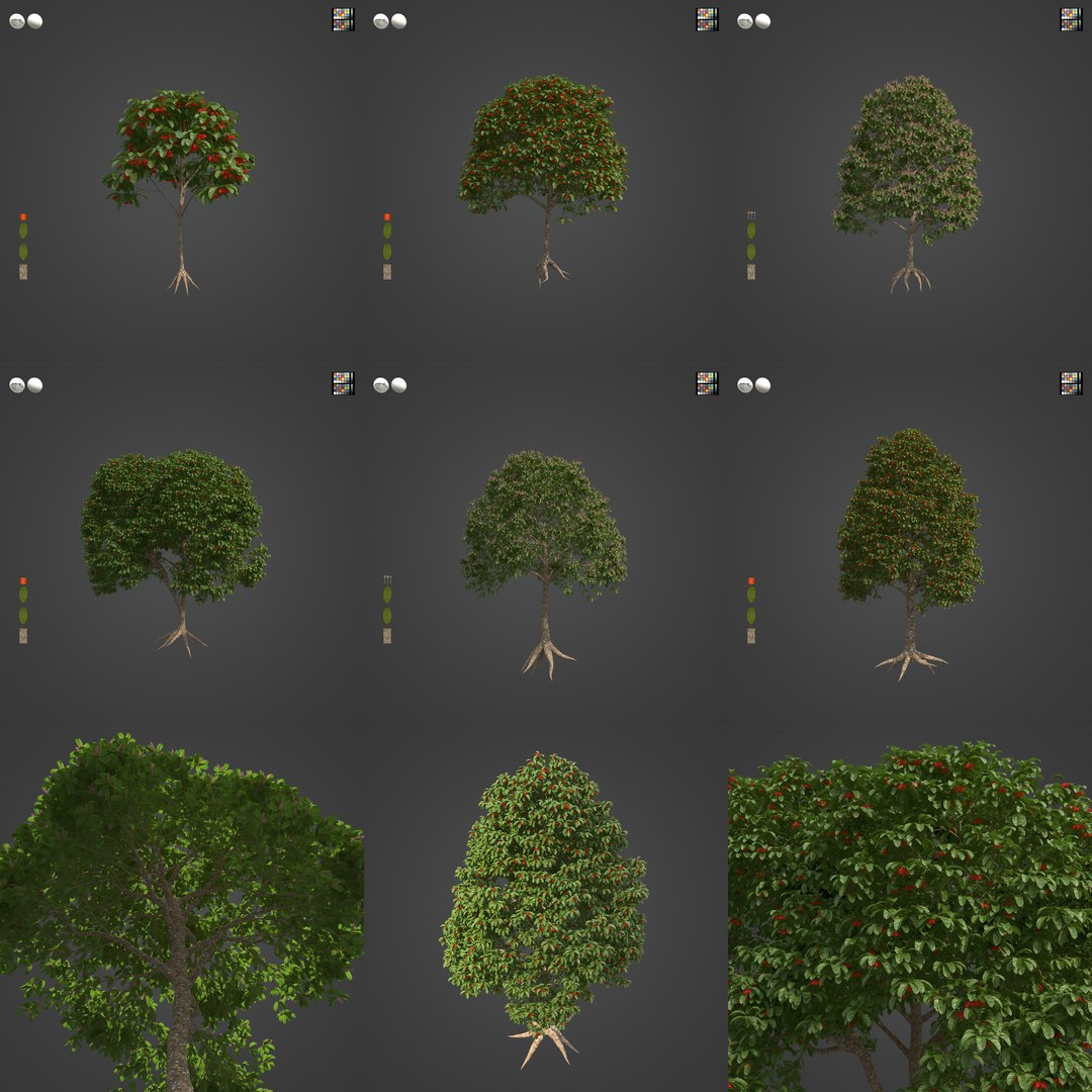 2021 PBR Sterculia Parviflora Collection 3D Model - TurboSquid 1851267