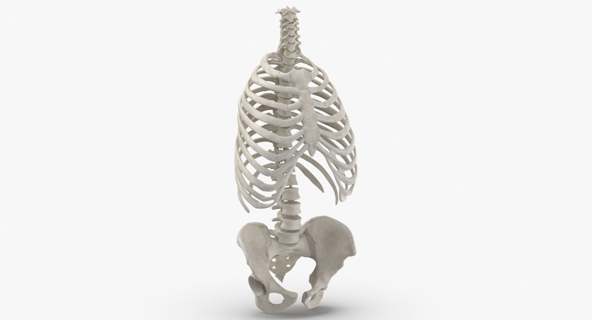 3D real human rib cage - TurboSquid 1639933