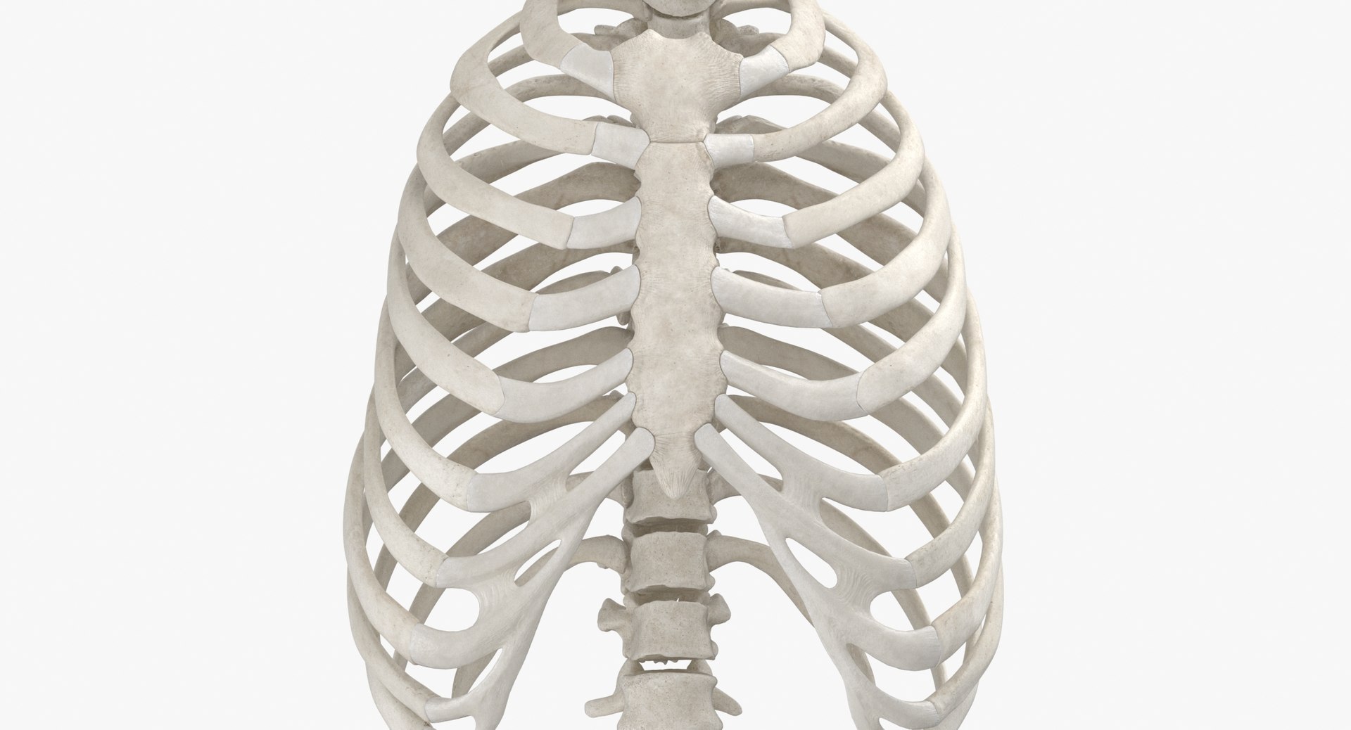 3D real human rib cage - TurboSquid 1639933