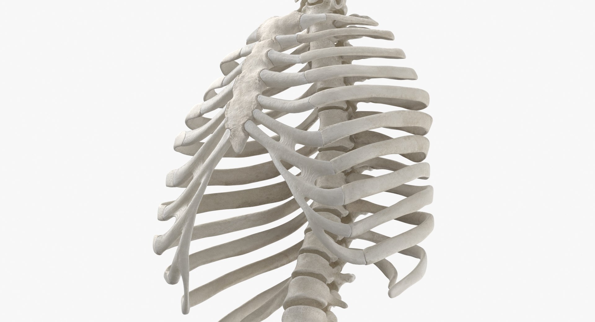 3D real human rib cage - TurboSquid 1639933