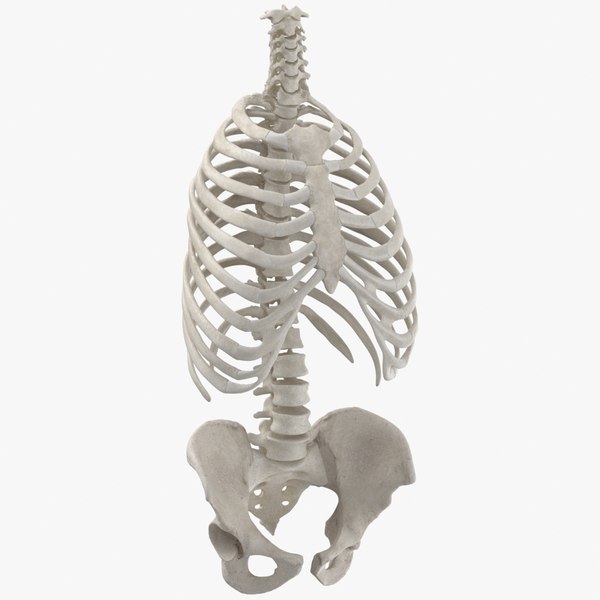 Rib Cage 3D Models for Download | TurboSquid