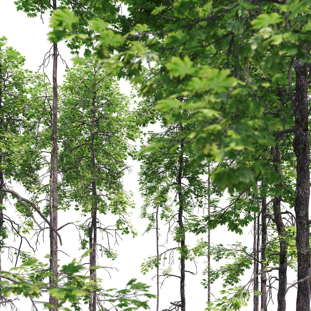 Forest Trees Set 02 3D - TurboSquid 1958152