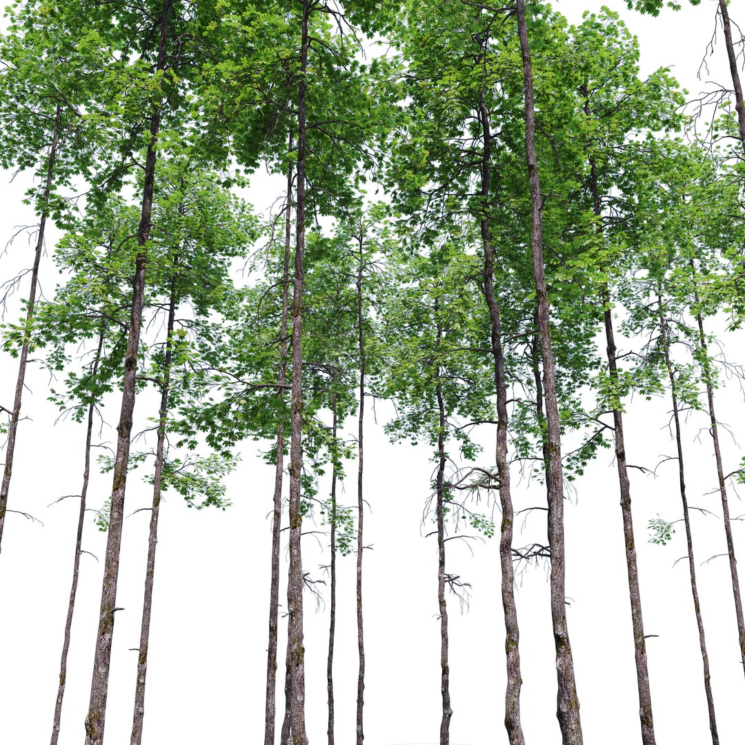 Forest Trees Set 02 3D - TurboSquid 1958152