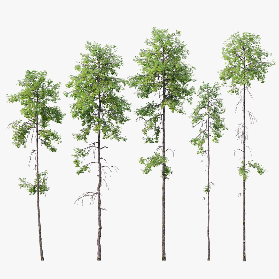 Forest Trees Set 02 3D - TurboSquid 1958152