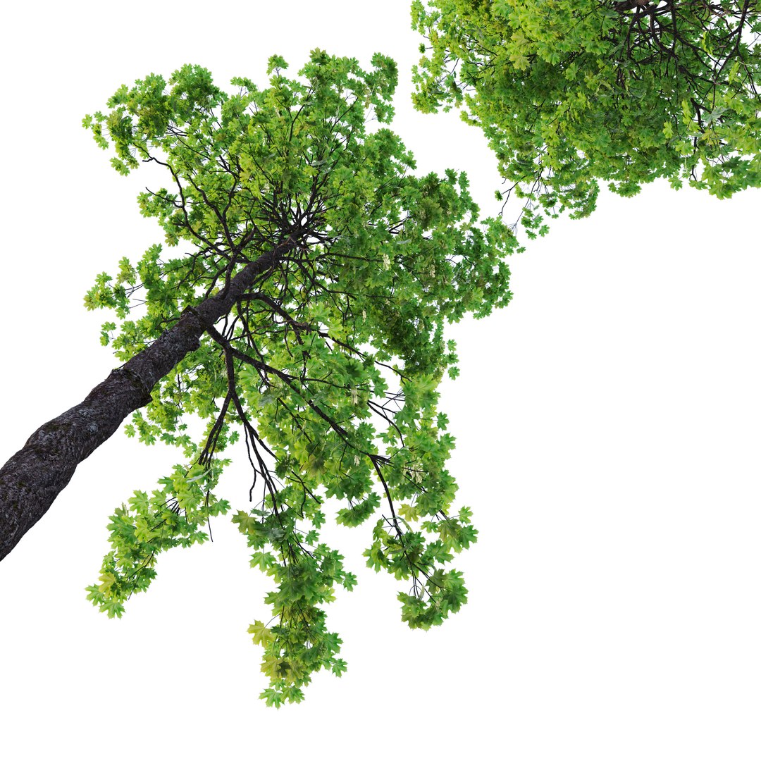 Forest Trees Set 02 3D - TurboSquid 1958152