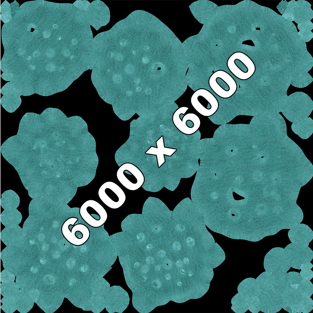 Biology Microbe 3d Model
