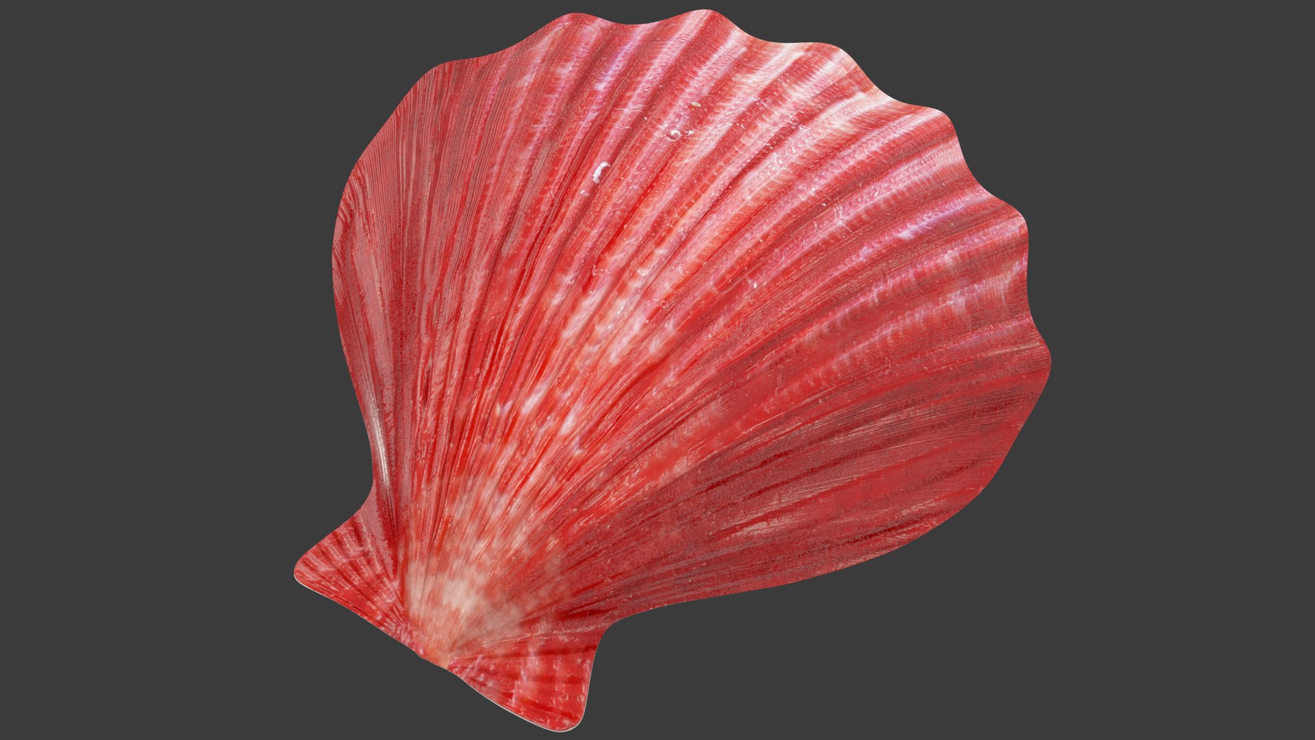 3D Seashell Real Model - TurboSquid 1620684