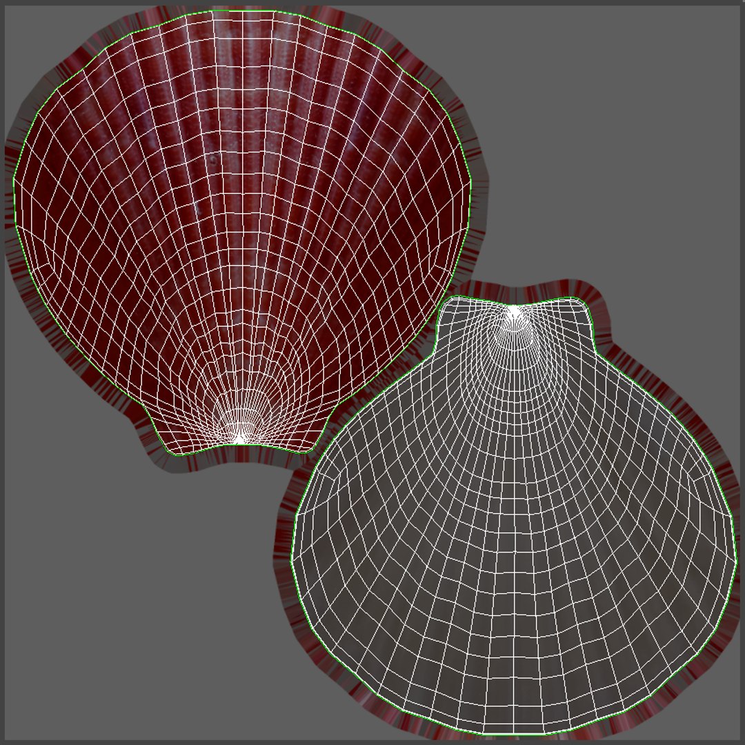 3D Seashell Real Model - TurboSquid 1620684