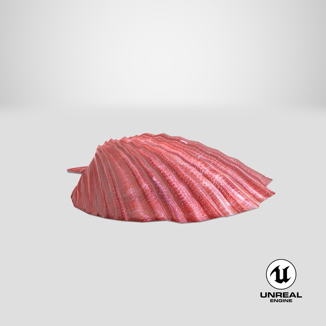 3D Seashell Real Model - TurboSquid 1620684