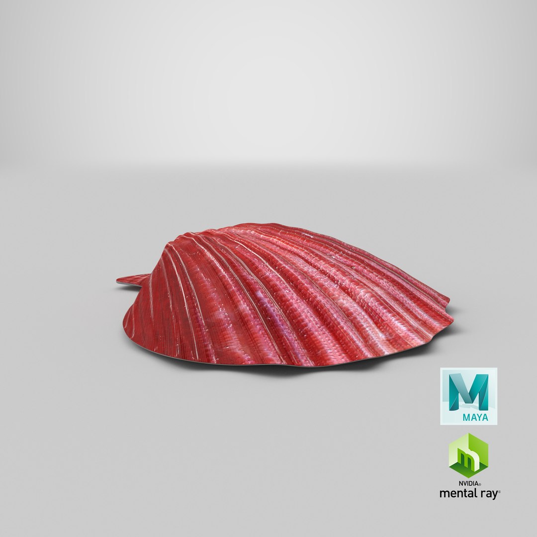 3D Seashell Real Model - TurboSquid 1620684