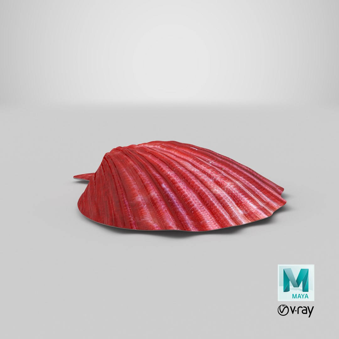 3D Seashell Real Model - TurboSquid 1620684