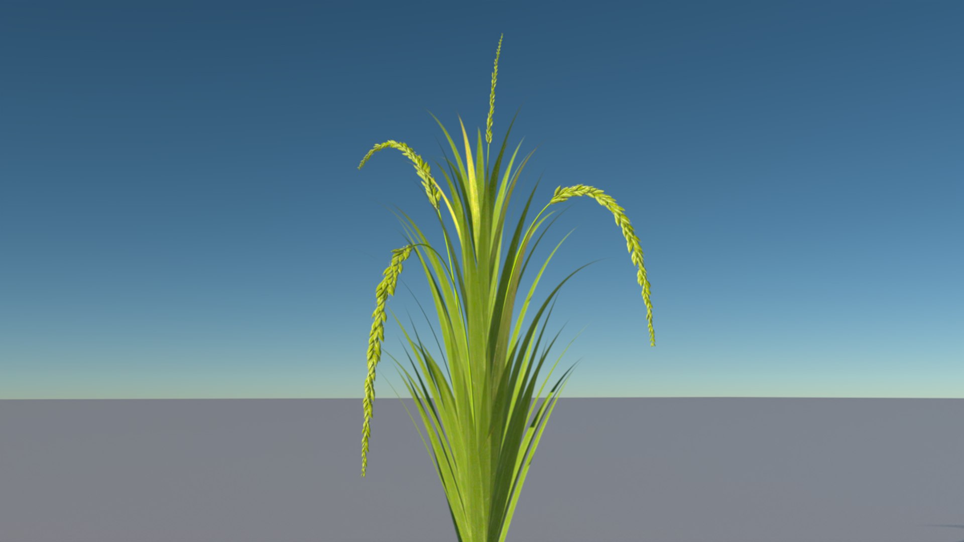 Rice Plant 3D Model - TurboSquid 1603545
