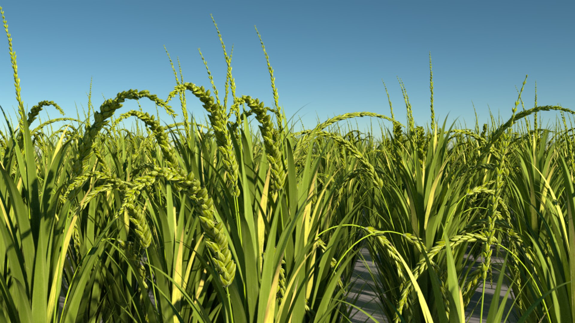 Rice Plant 3D Model - TurboSquid 1603545