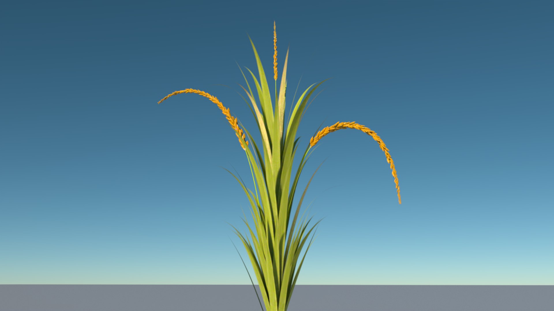 Rice Plant 3D Model - TurboSquid 1603545