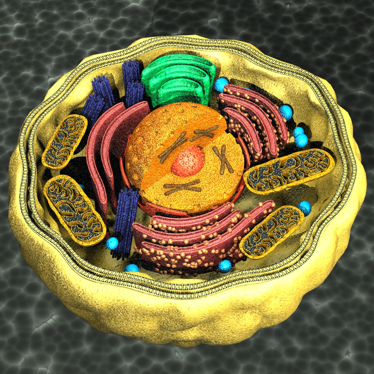 human cell 3d model