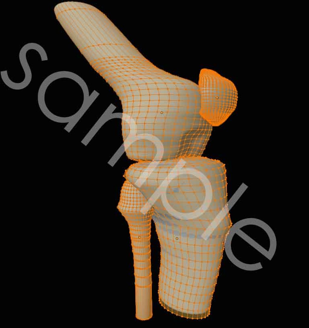 Knee Bone 3D Model - TurboSquid 1473639