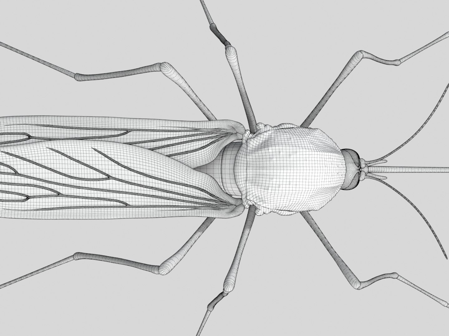 Mosquito Rigged Animate 3d Model