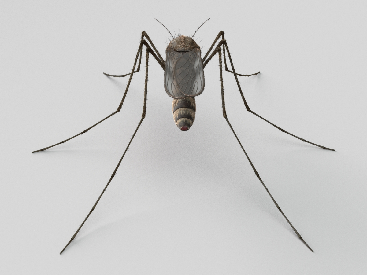 mosquito rigged animate 3d model