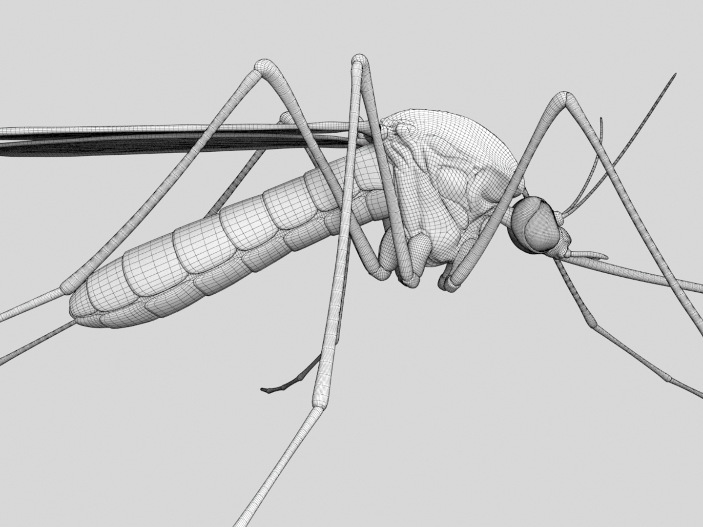 mosquito rigged animate 3d model