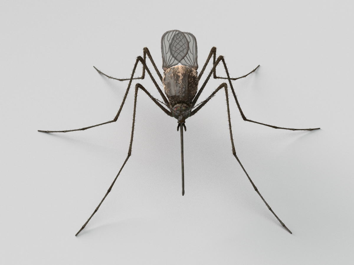 mosquito rigged animate 3d model
