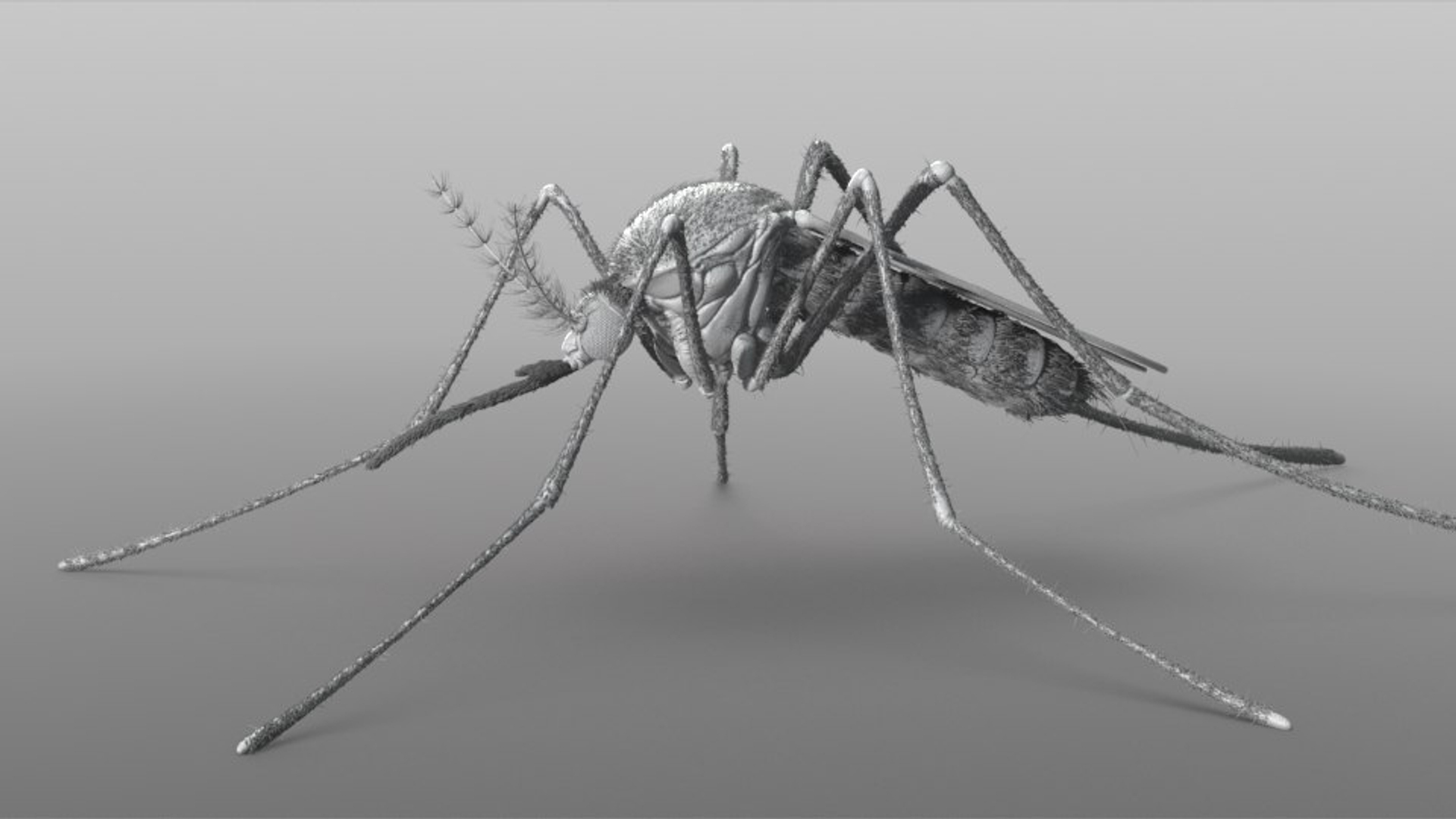 Mosquito Rigged Animate 3d Model