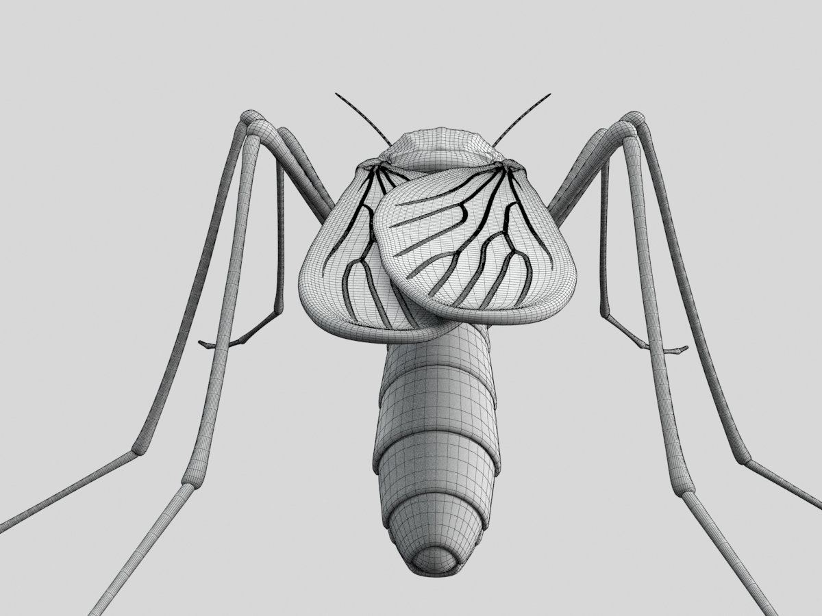 mosquito rigged animate 3d model