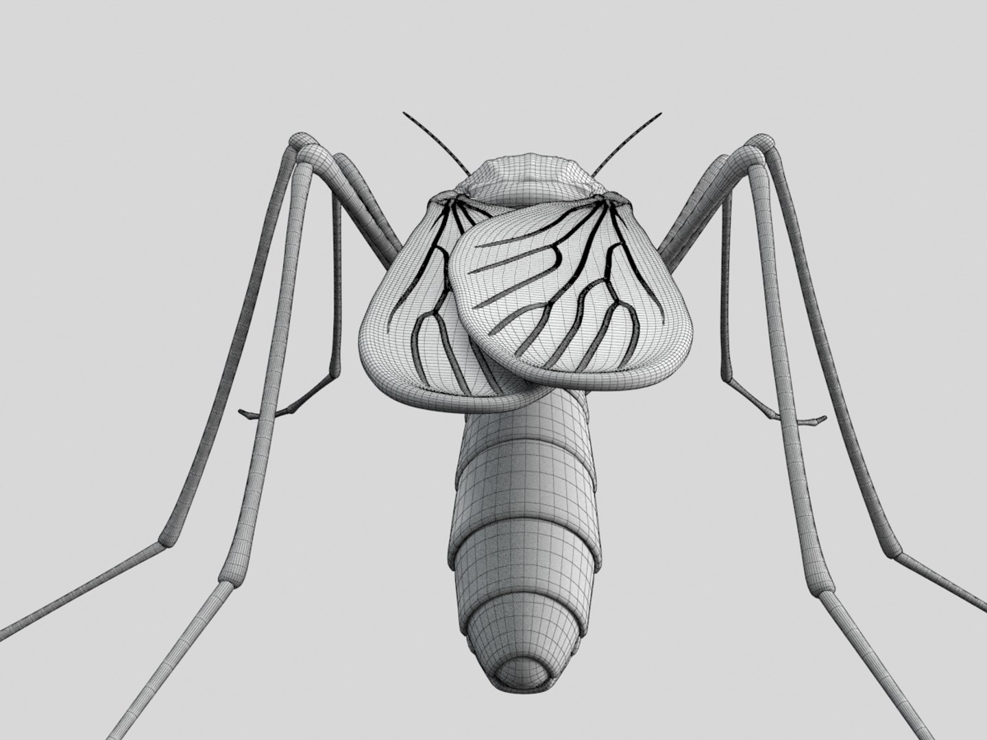 Mosquito Rigged Animate 3d Model