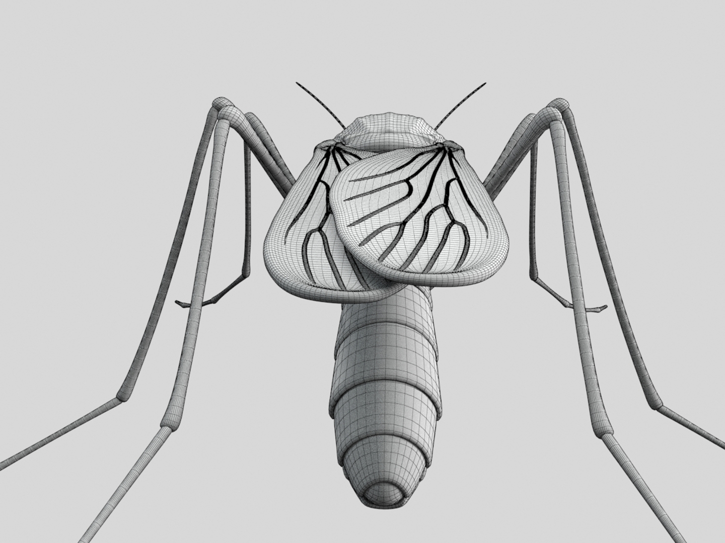 mosquito rigged animate 3d model