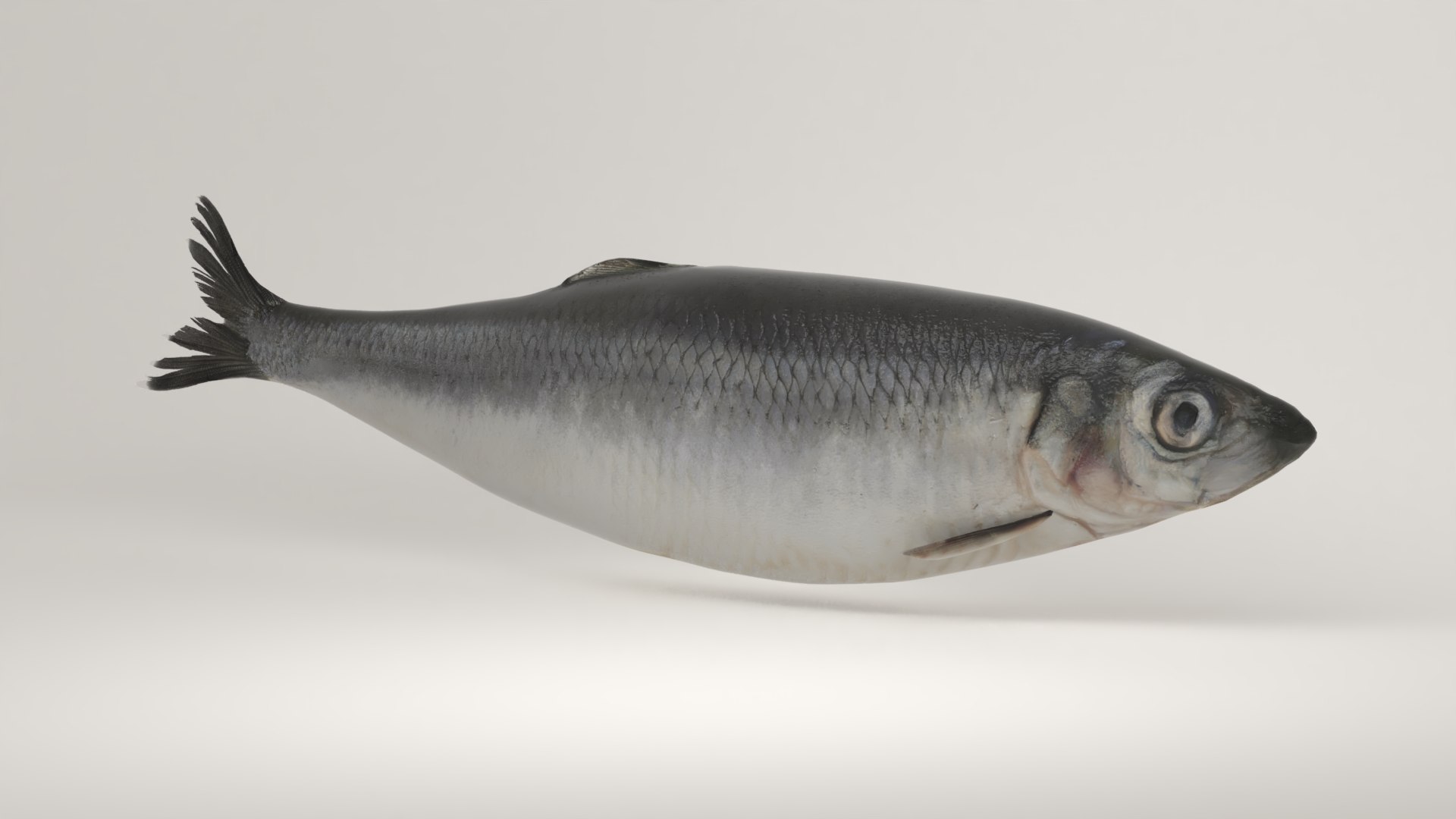 Herring Fish 3D Model - TurboSquid 1477247