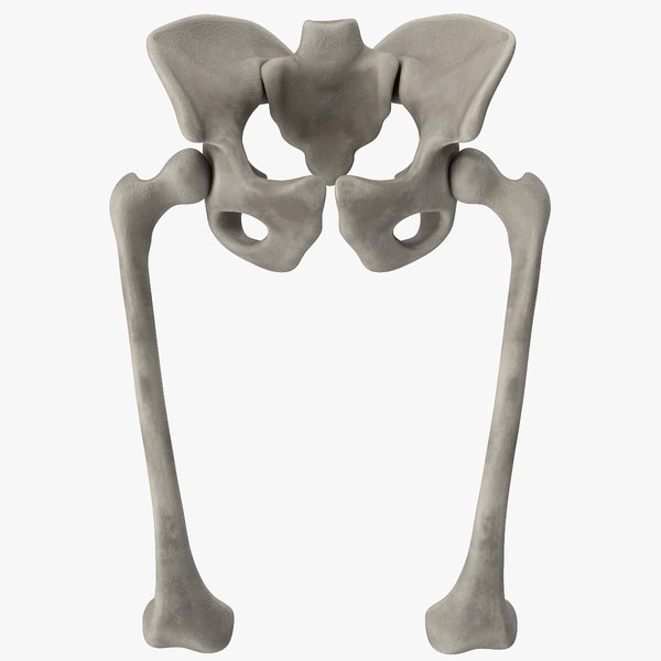 3D square bone structure model - TurboSquid 1298833
