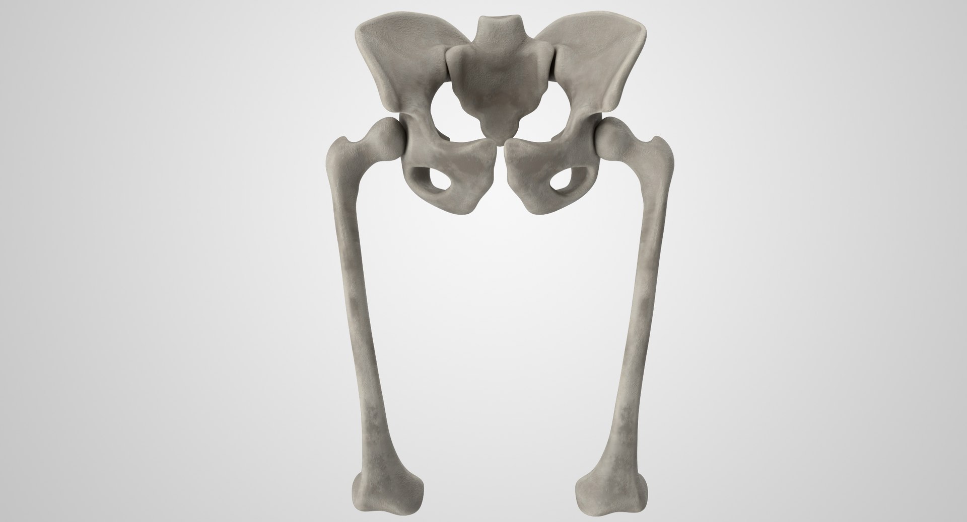 Pelvis bones 3D model - TurboSquid 1333372