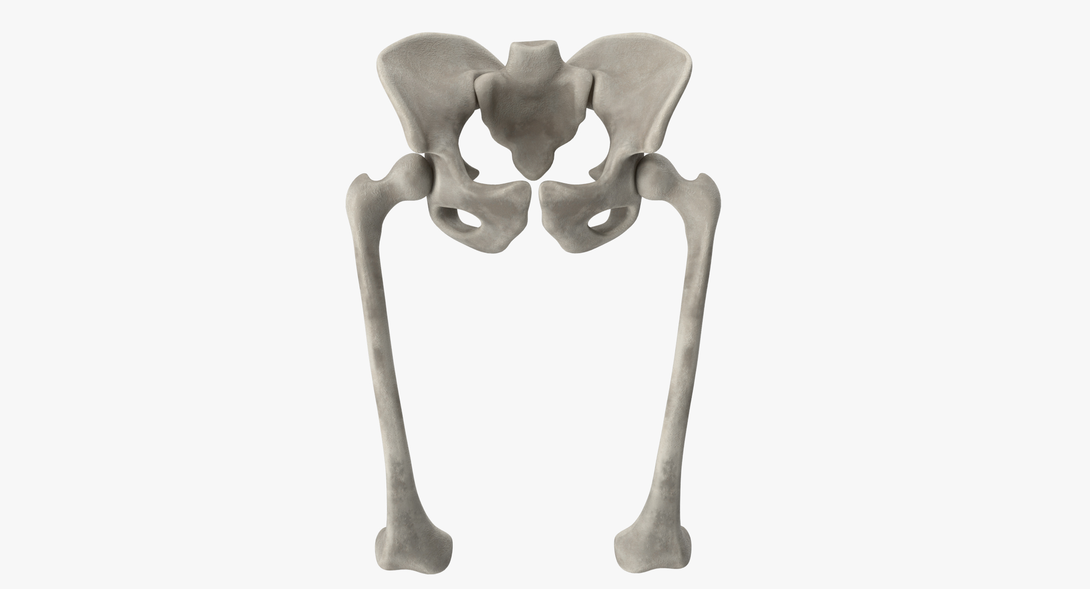 Pelvis bones 3D model - TurboSquid 1333372