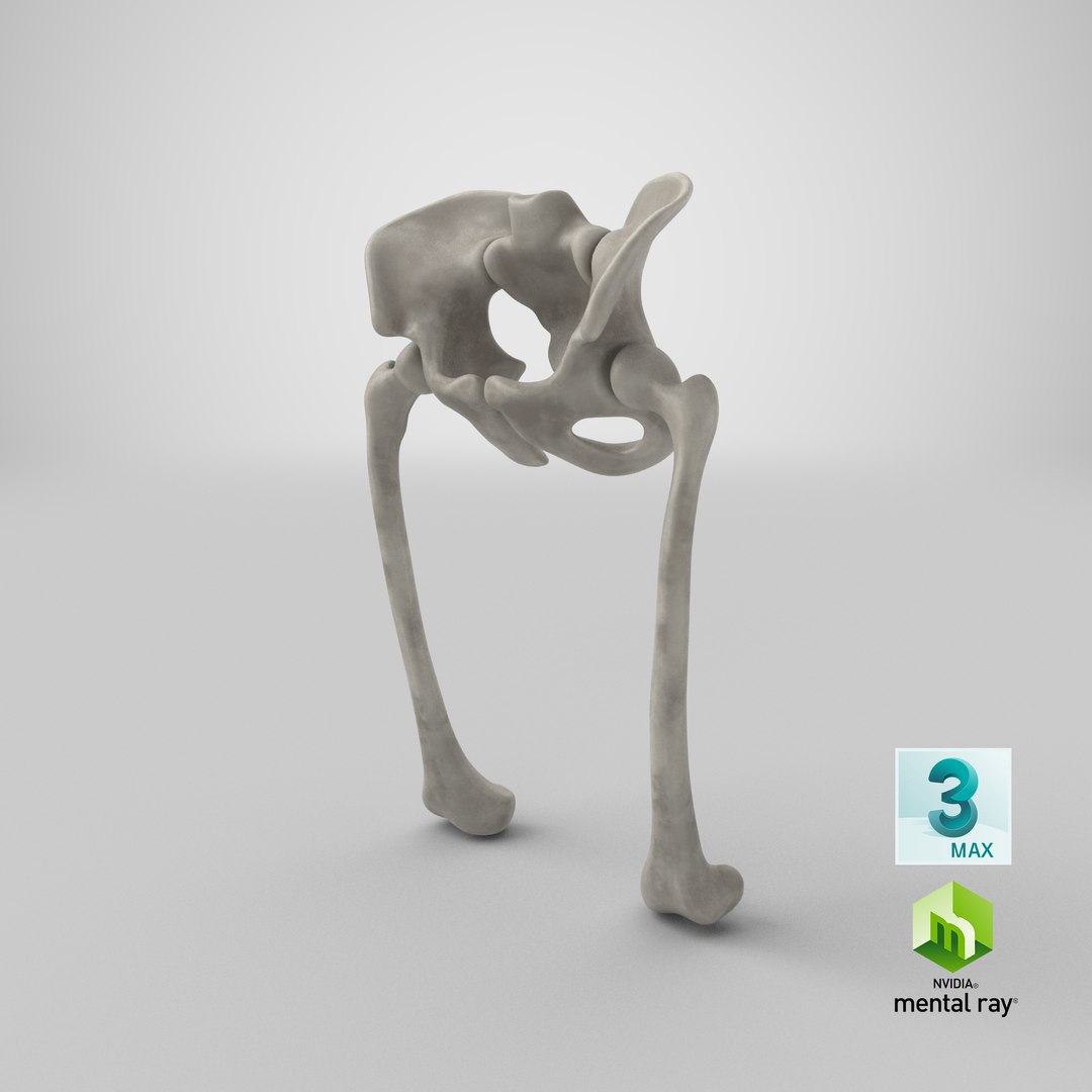 Pelvis bones 3D model - TurboSquid 1333372