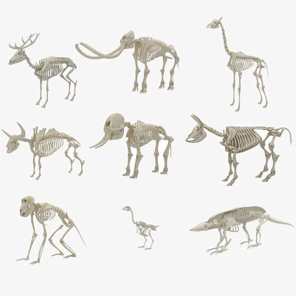 3d model horse skeleton