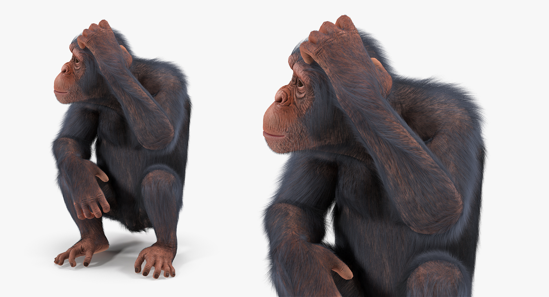 3D Light Chimpanzee Sitting Pose - TurboSquid 1438204