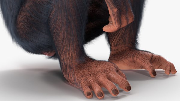 3D light chimpanzee sitting pose - TurboSquid 1438204