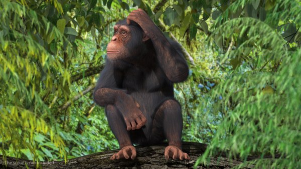 3D light chimpanzee sitting pose - TurboSquid 1438204