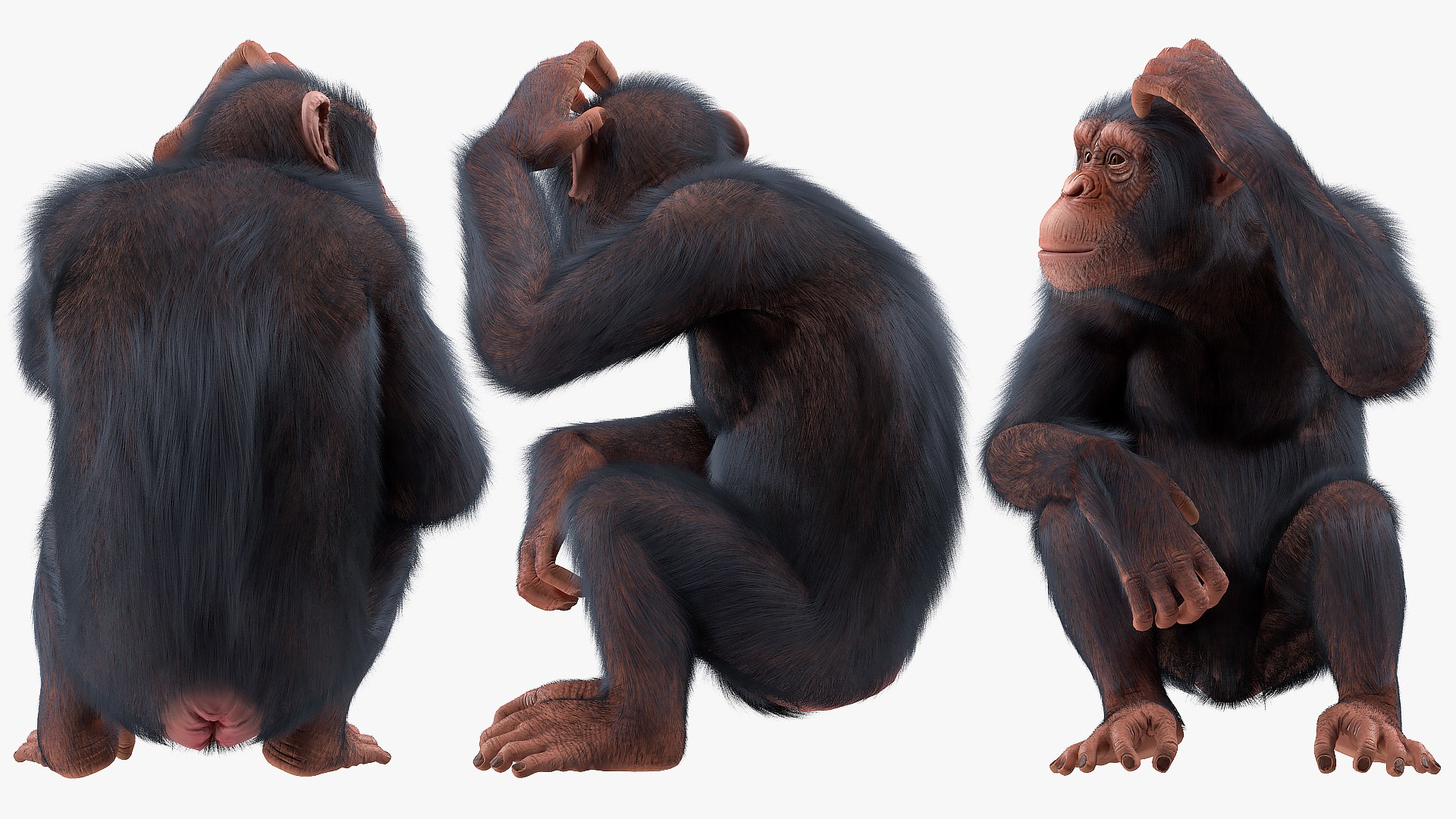 3D Light Chimpanzee Sitting Pose - TurboSquid 1438204