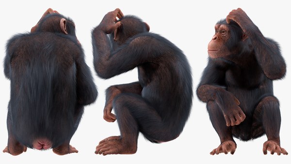 3D light chimpanzee sitting pose - TurboSquid 1438204