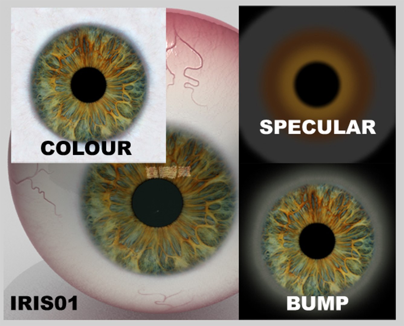 Realistic Human Eye 3d Model