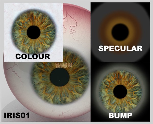 realistic human eye 3d model