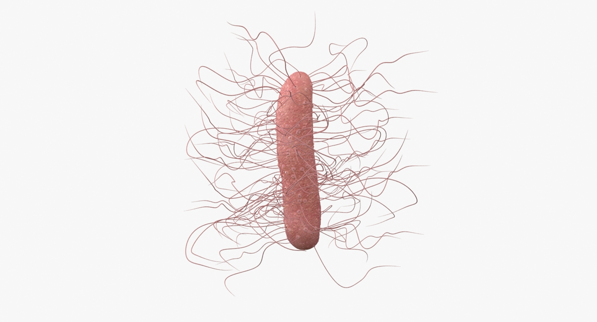 Clostridium Difficile Bacteria 3D - TurboSquid 1297436