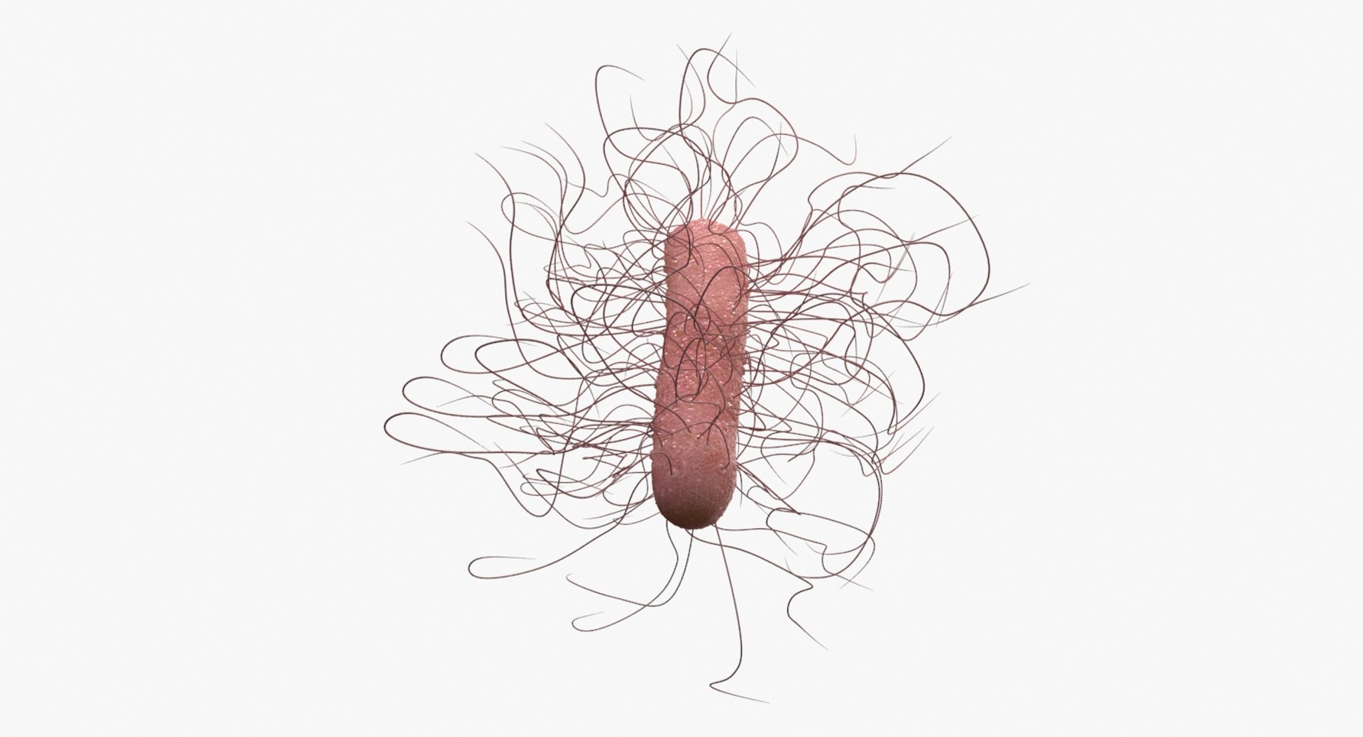 Clostridium Difficile Bacteria 3D - TurboSquid 1297436