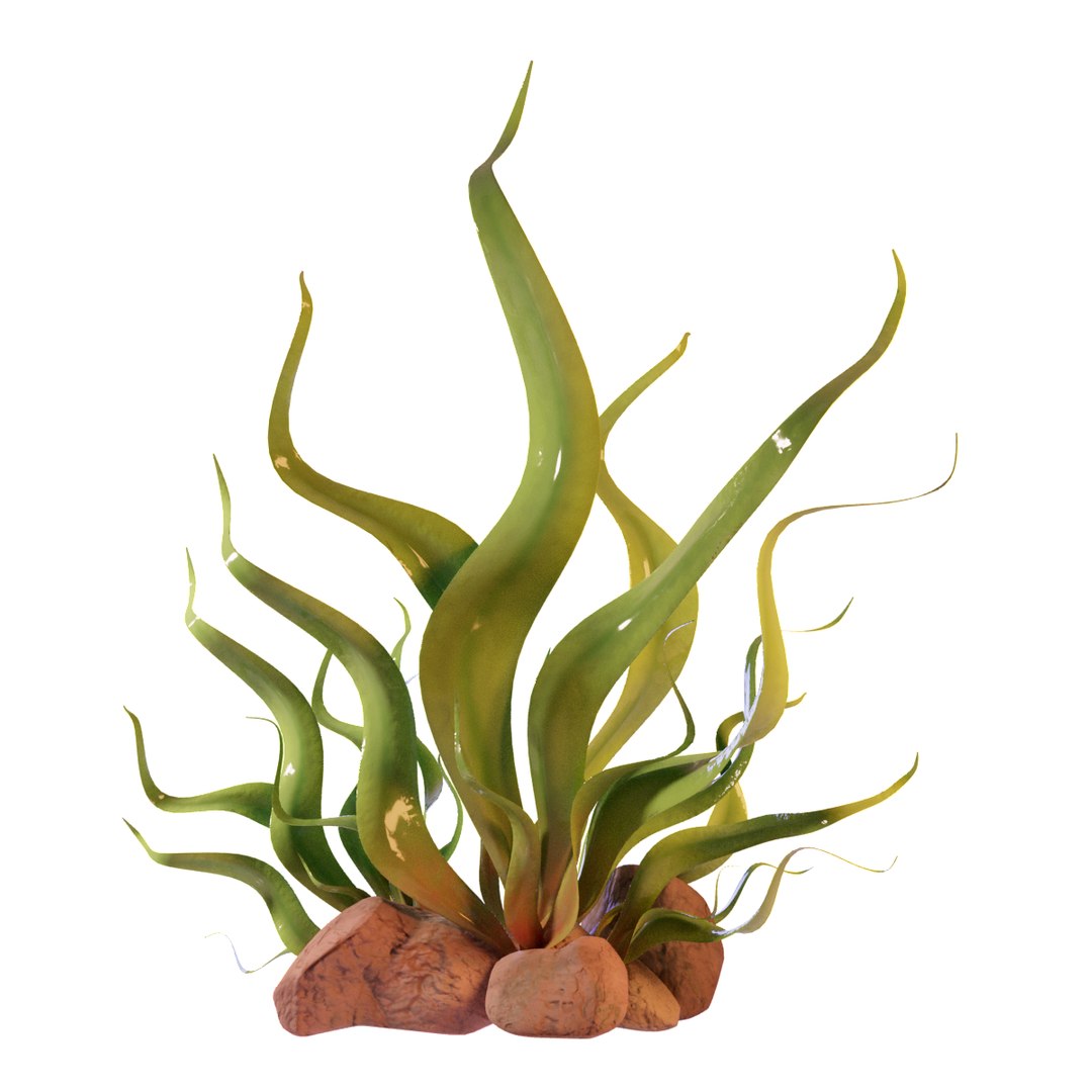 Seaweed 3D - TurboSquid 2369627