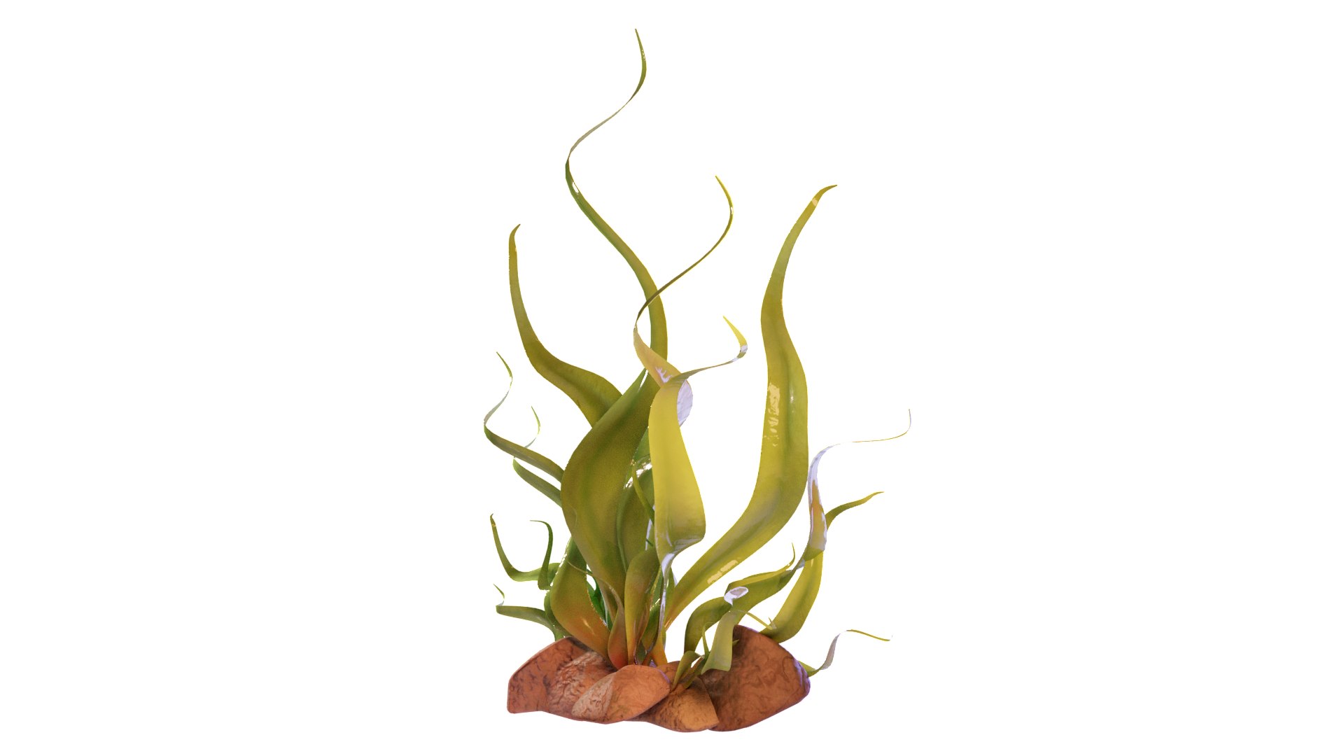 Seaweed 3D - TurboSquid 2369627