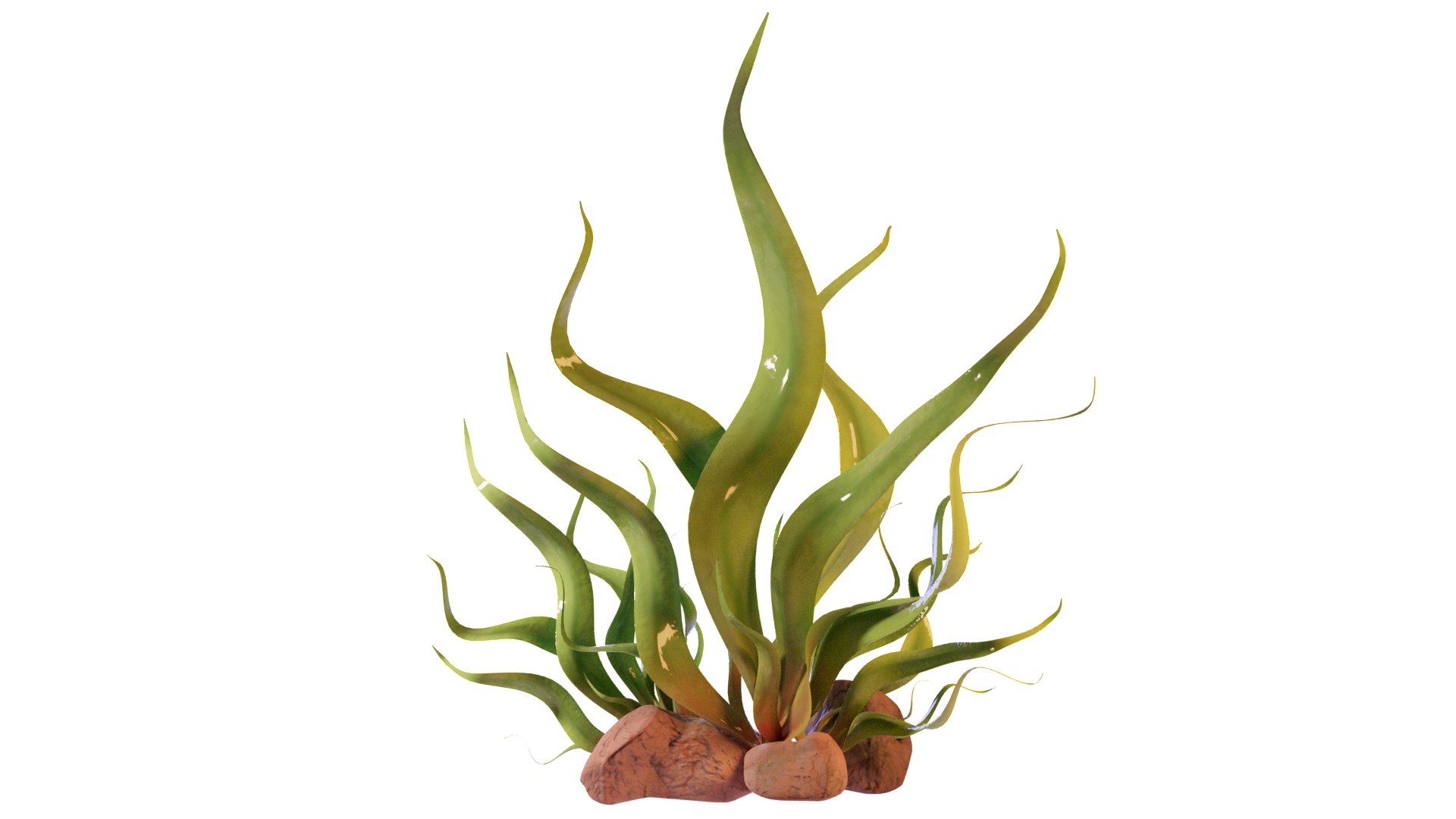 Seaweed 3D - TurboSquid 2369627