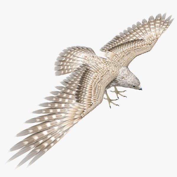 3D Falcon Models | TurboSquid